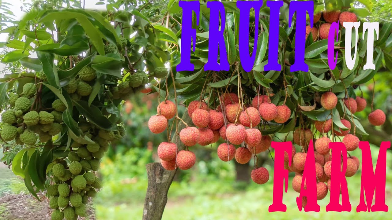 Lychee cutting travel vlog | lychee pruning at tropical fruit farm 4K ...