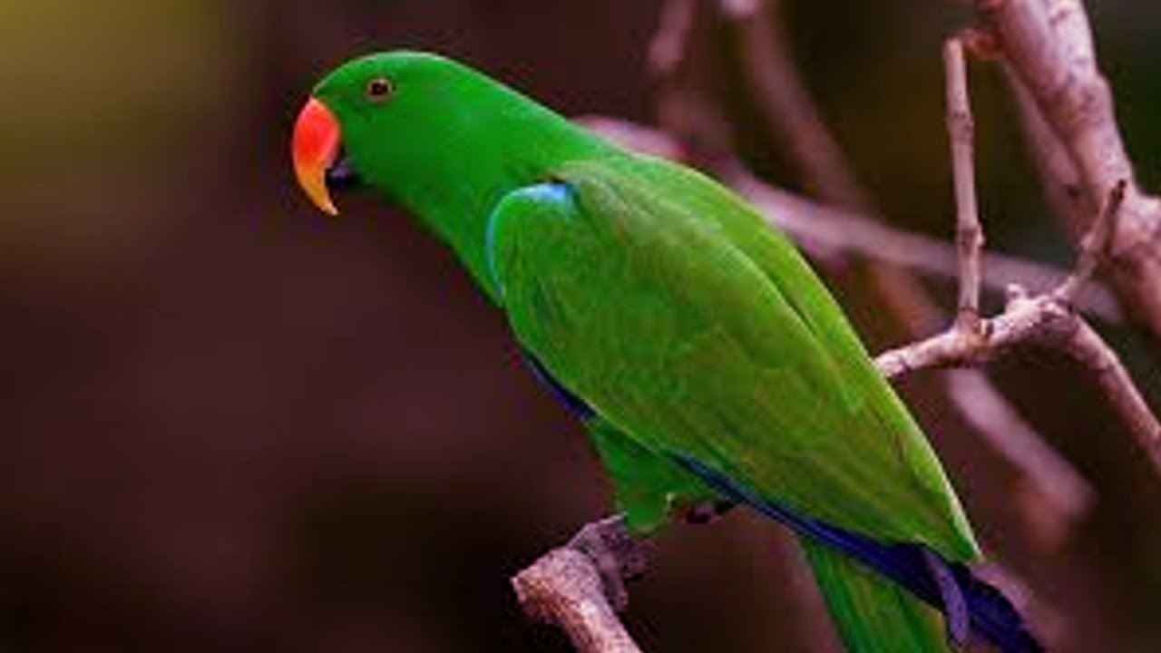 जानिये इस चमत्कारी तोते का राज | Secret of Miracle parrot - YouTube