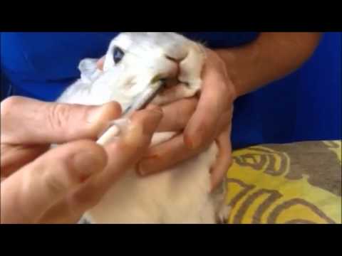 Home Care for your Sick Bunny 1. Feeding Critical Care - YouTube
