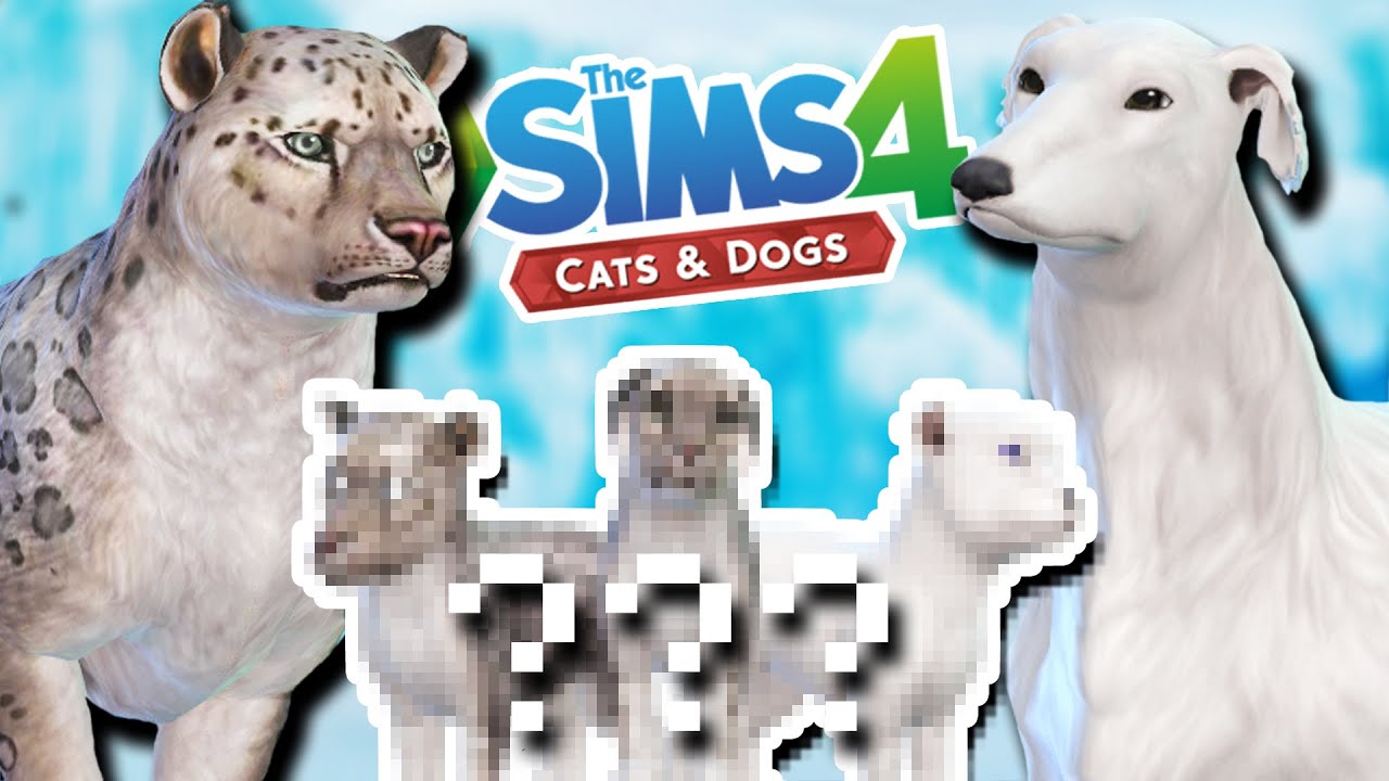 A Litter of SNOW LEOPARD x Borzoi Puppies?! 🐱💕🐶 - YouTube