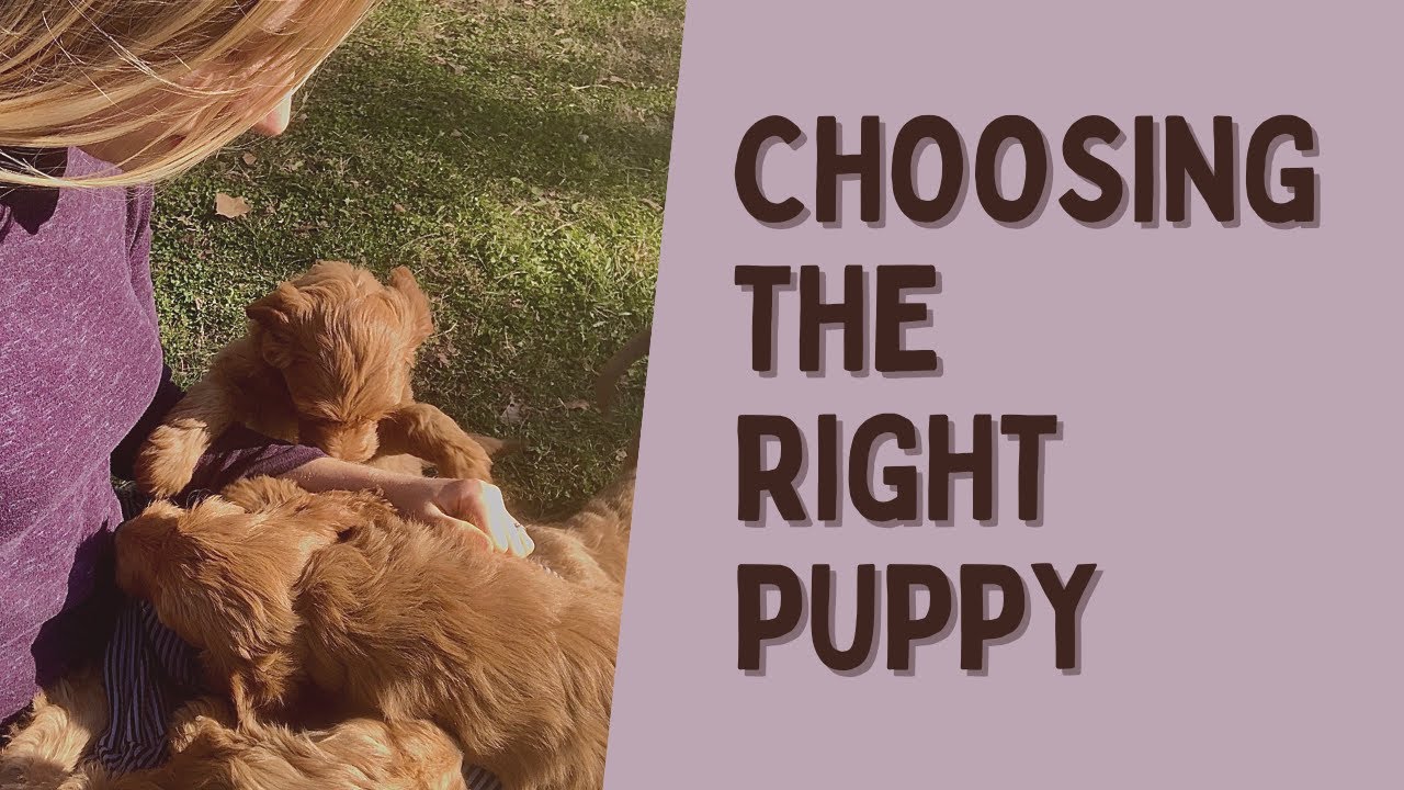 Tips for Choosing the Right Puppy - YouTube