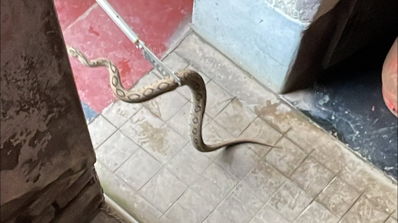 Chandra bora snake | Snake video | Snake in house - YouTube