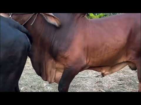 Black cow mating 