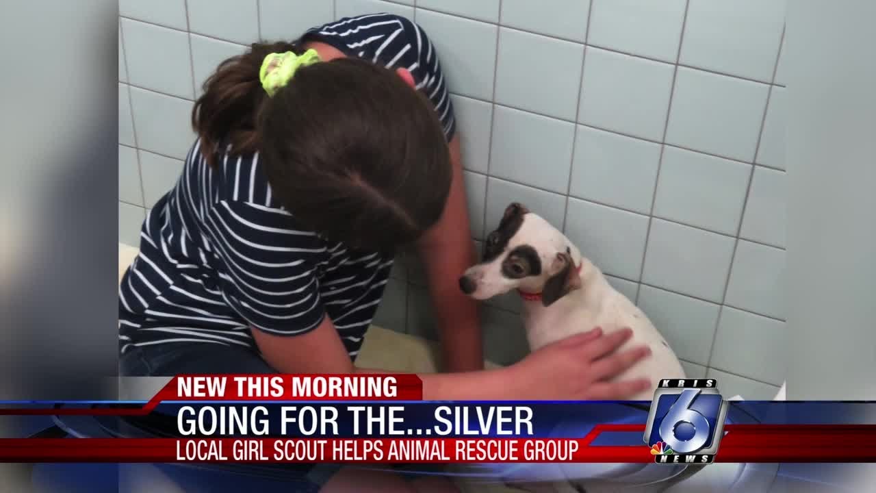 Girl Scout helps animal rescue group - YouTube