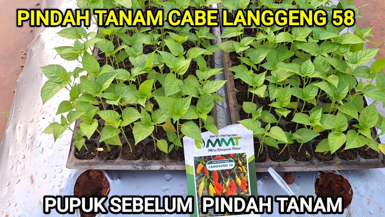 PART 1. ️PINDAH TANAM CABE LANGGENG 58 - YouTube