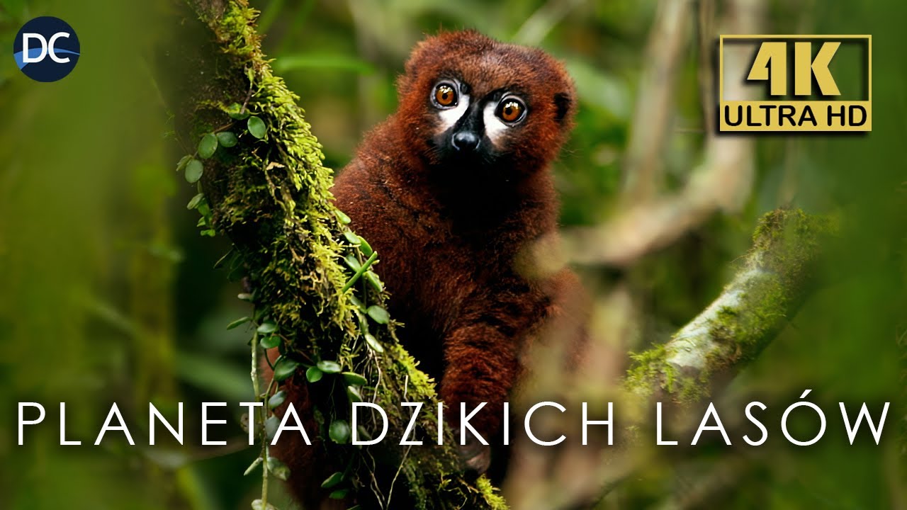 Lemury czy duchy zmarłych...? | Lasy Deszczowe Madagaskaru | 4K | Seria ...