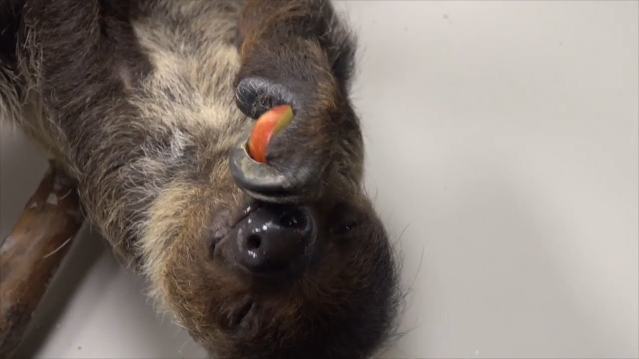 Watch Sloth Rescued From Exotic Trade Find Joy In Snacking On Apples ...