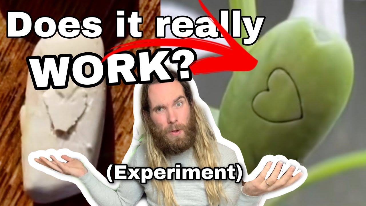 Can You Carve A Design In A Seed? (Experiment) - YouTube