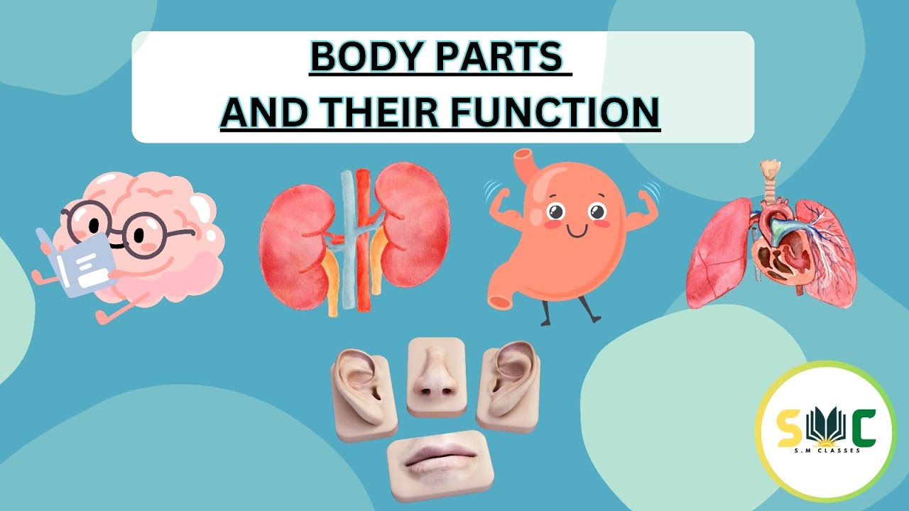Body parts and their functions. - YouTube