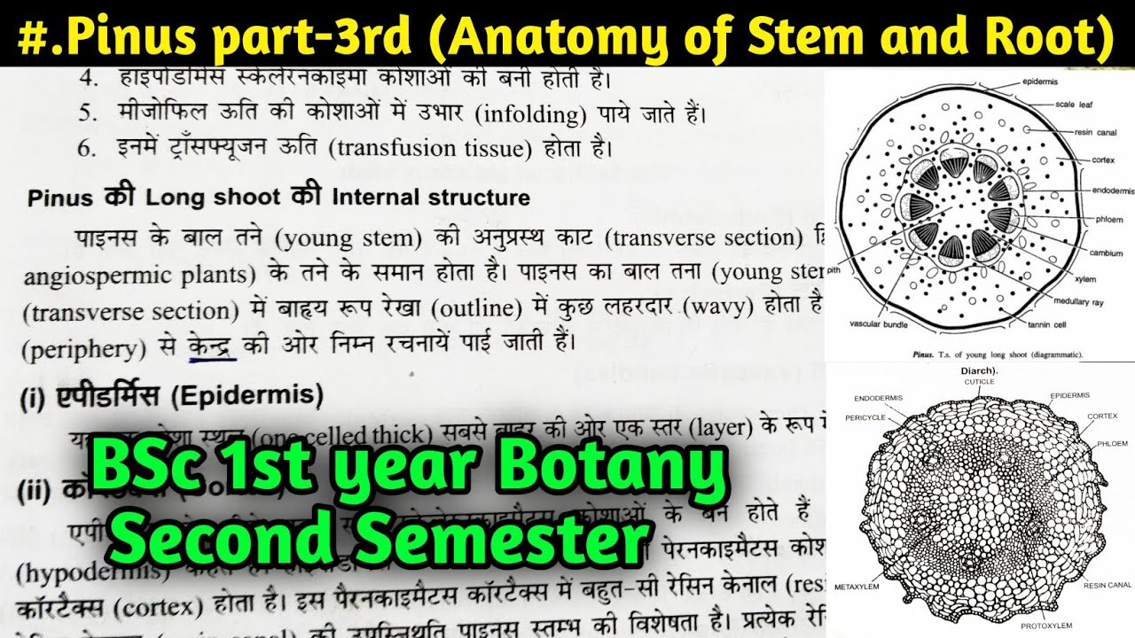 Pinus Part-3rd || Anatomy of Pinus Stem and Root || BSc first year ...