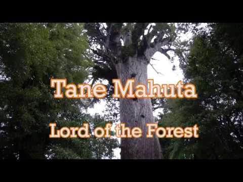 Tane Mahuta: Lord of the Forest - YouTube