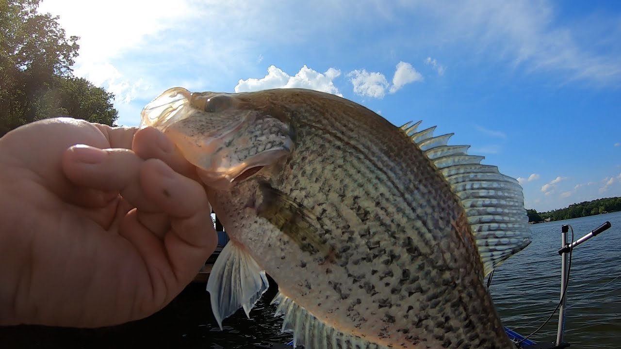 Killer Tadpole Jr./Great Dock Skipping Bait - YouTube