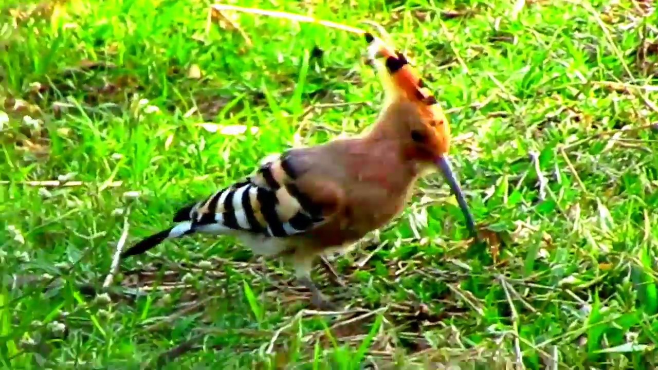 Hoopoe Bird | eating food at field #BIRD | Indian birds ||#birds video ...