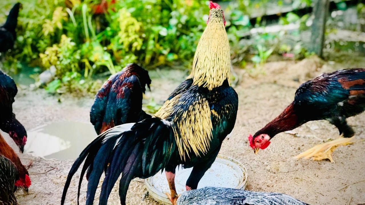 Heavy rain, the rich have a hard time eating, but we still give them ...