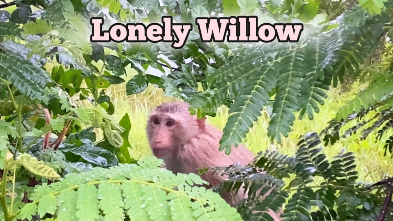 Willow do all the best to live all alone without the others. - YouTube