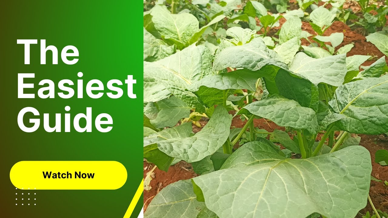 Planting managu: Easy guide on propagating and transplanting African ...