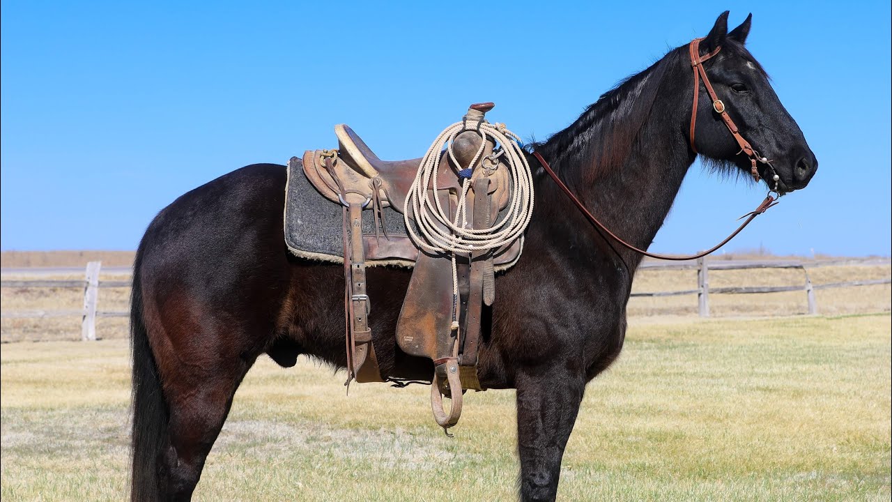 Lot 25: Yo Black Drift 2011 AQHA Gelding consigned by Josh Weimer - YouTube