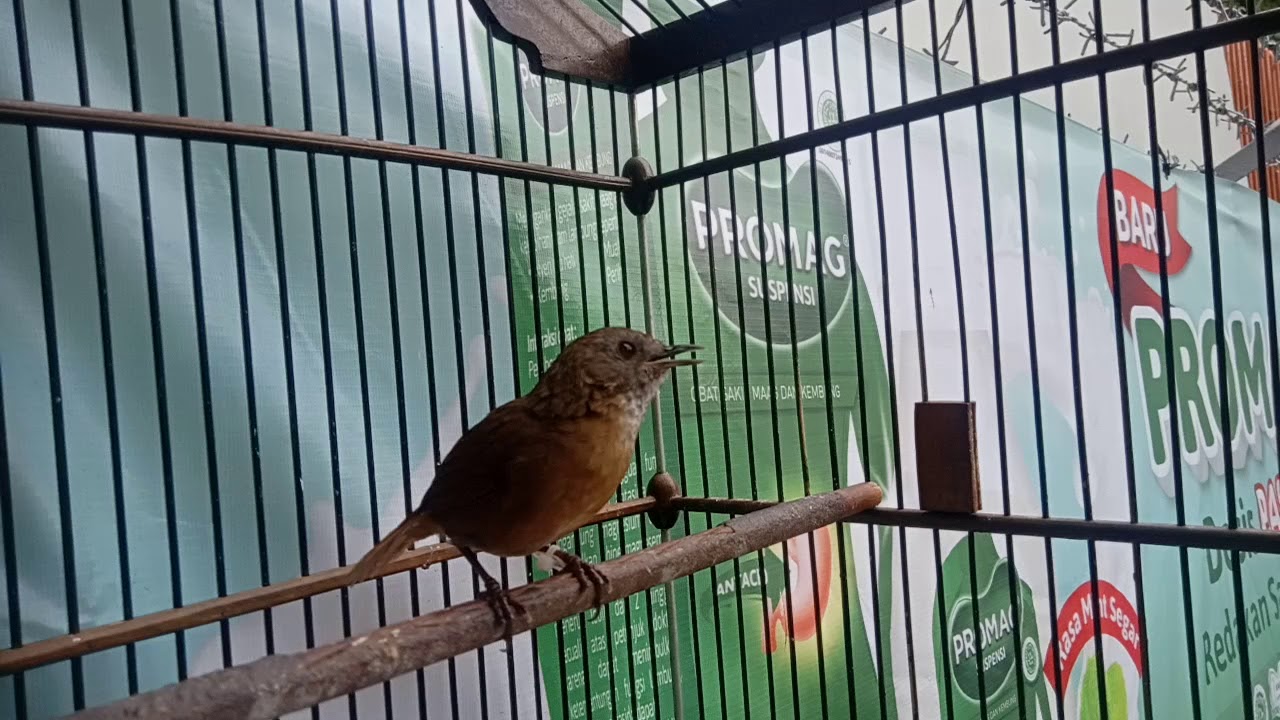 wambi mini - YouTube