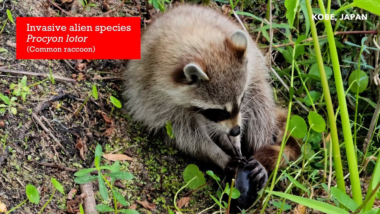 Biodiversity Conservation in Kobe, Japan | A Message from Mayor Kizo ...