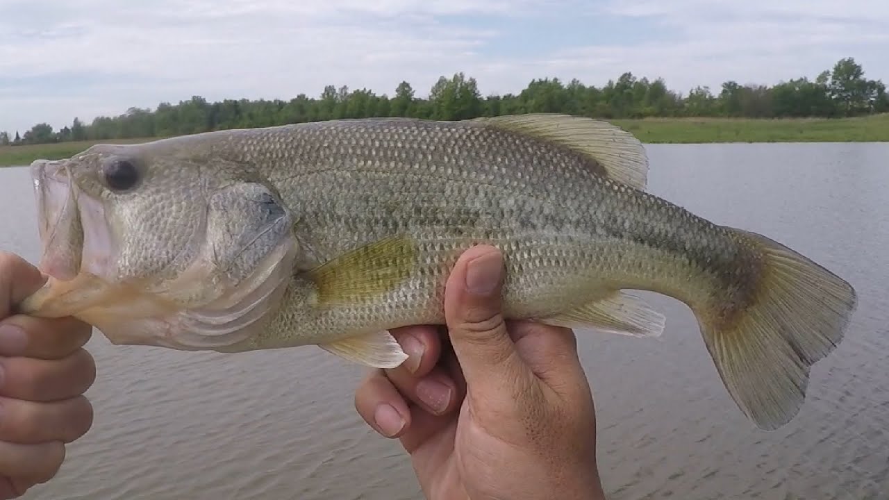 Dobyns Champion XP 704cb Glass Rod + Ned Rig & Shakey Head?? - {1080p ...