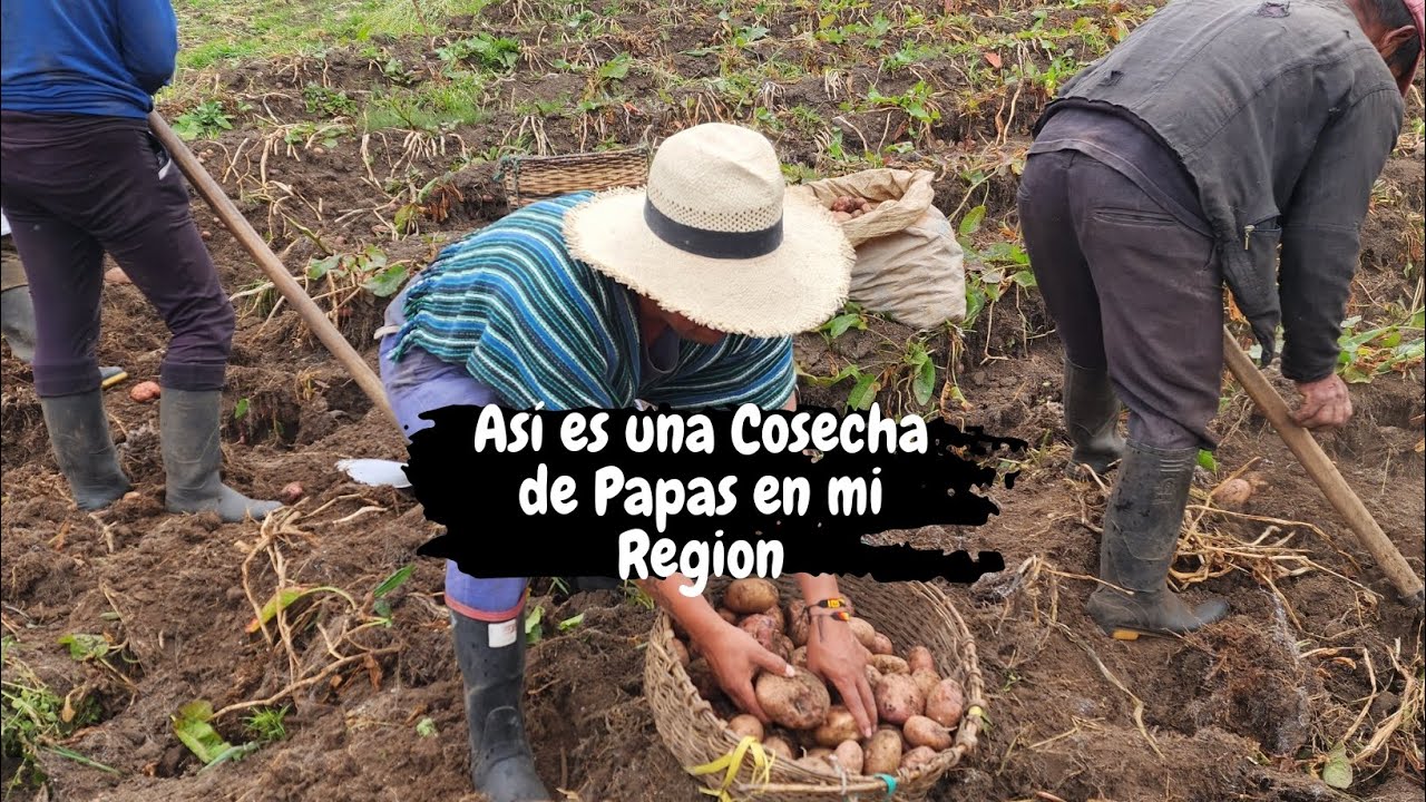 Así es una Cosecha de Papas en una de las Regiones más PAPERAS de ...