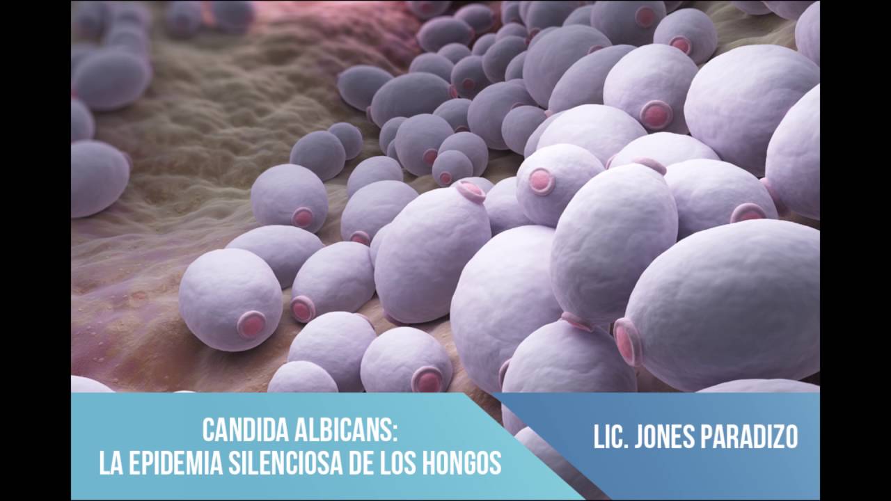 Candida albicans: La “epidemia silenciosa” de los hongos - YouTube