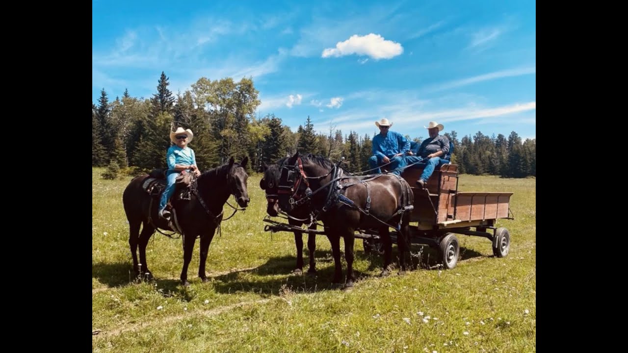 Max & Buddy | Kalona Special Horse Sale 8/5/24 - YouTube