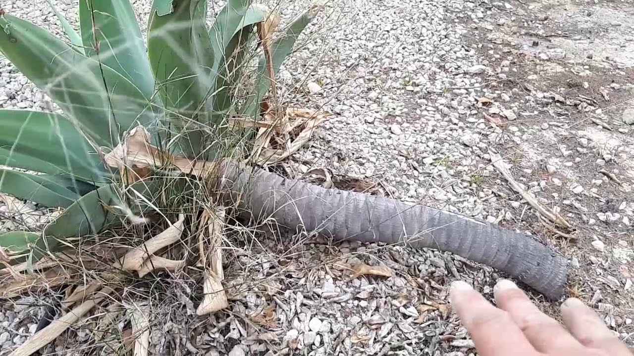 Como ENRAIZAR gran AGAVE attenuata para su TRASPLANTE de Forma segura ...