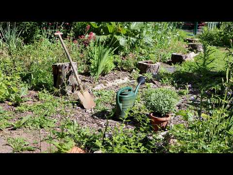 Gartenrundgang im Juni