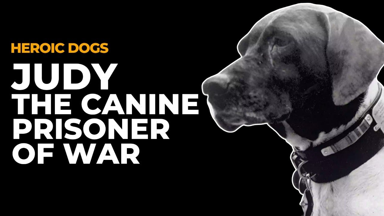 HEROIC DOGS | Judy, the Canine Prisoner of War - YouTube