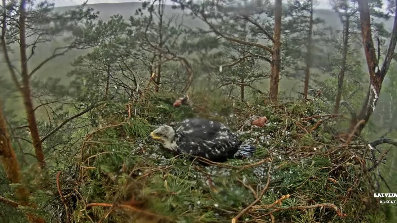 LVM Golden Eagle / Meldrs piedzīvo krusu 😞🌨️ Meldrs alone in a ...