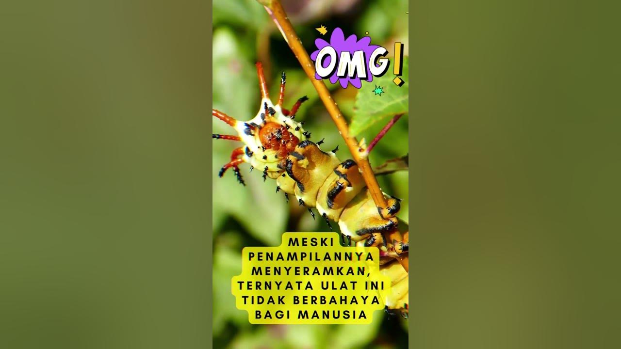 Ulat Bertanduk Setan Youtube
