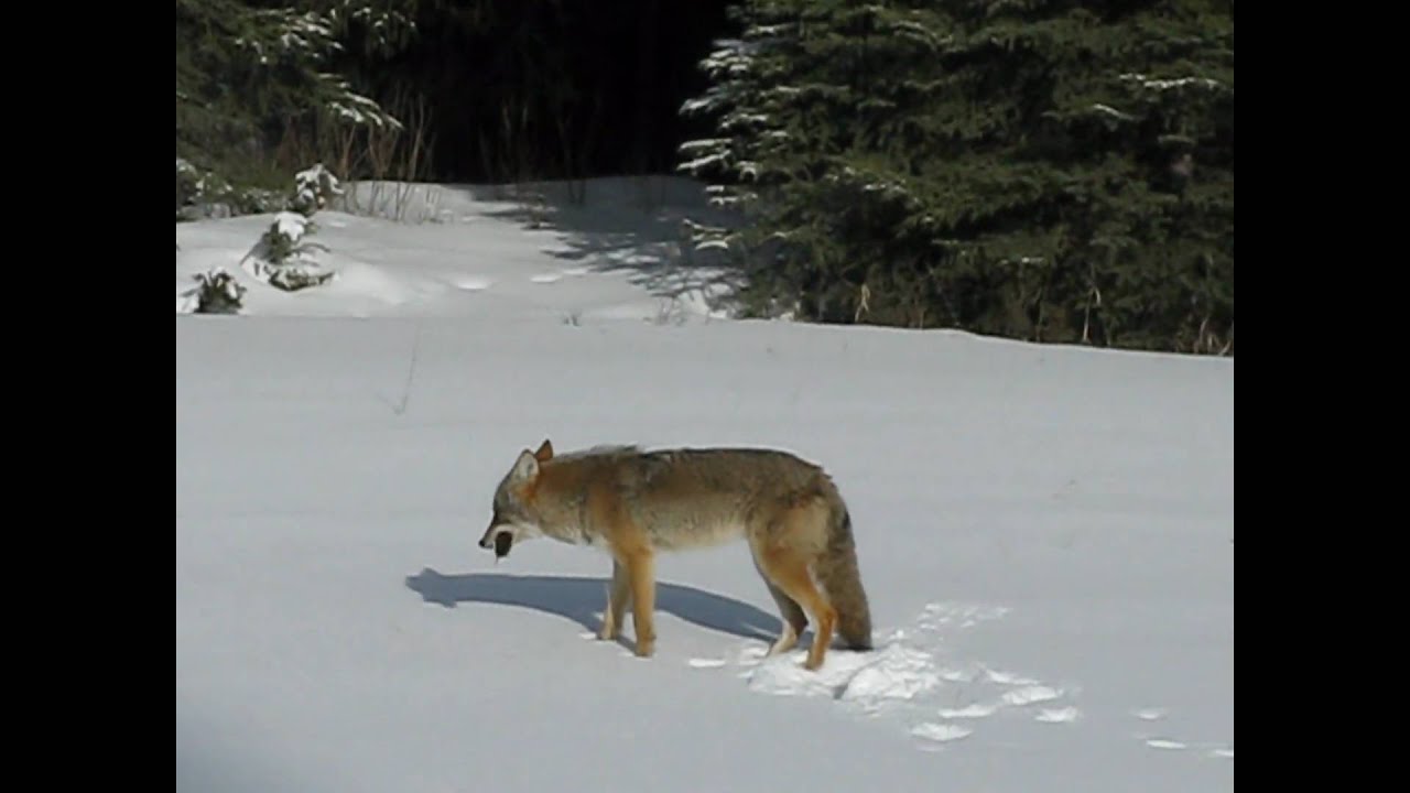 fox hunting in Banff Alberta, Canada - YouTube