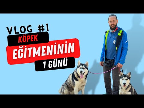 Köpek Eğitmeni Bir Gün Boyunca Neler Yapar - Vlog #001 - Köpek Eğitimi Videoları