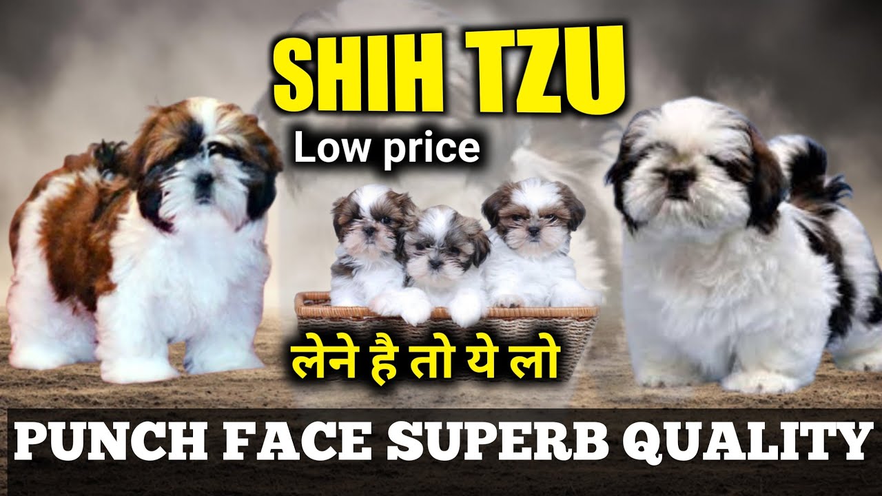 Ultimate Shih Tzu puppies for sale | Tri color shih tzu - YouTube