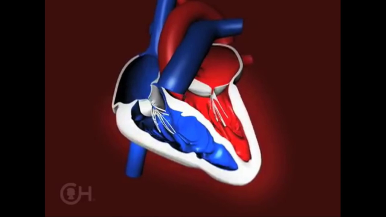 How the Human Heart Pumps_Science Fair Project - YouTube