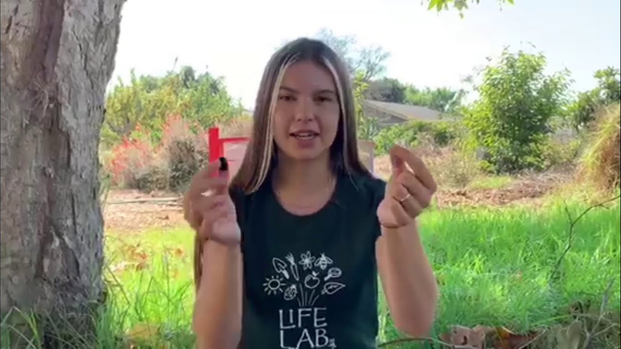 Samara Seeds - Make a Flying Seed! - YouTube