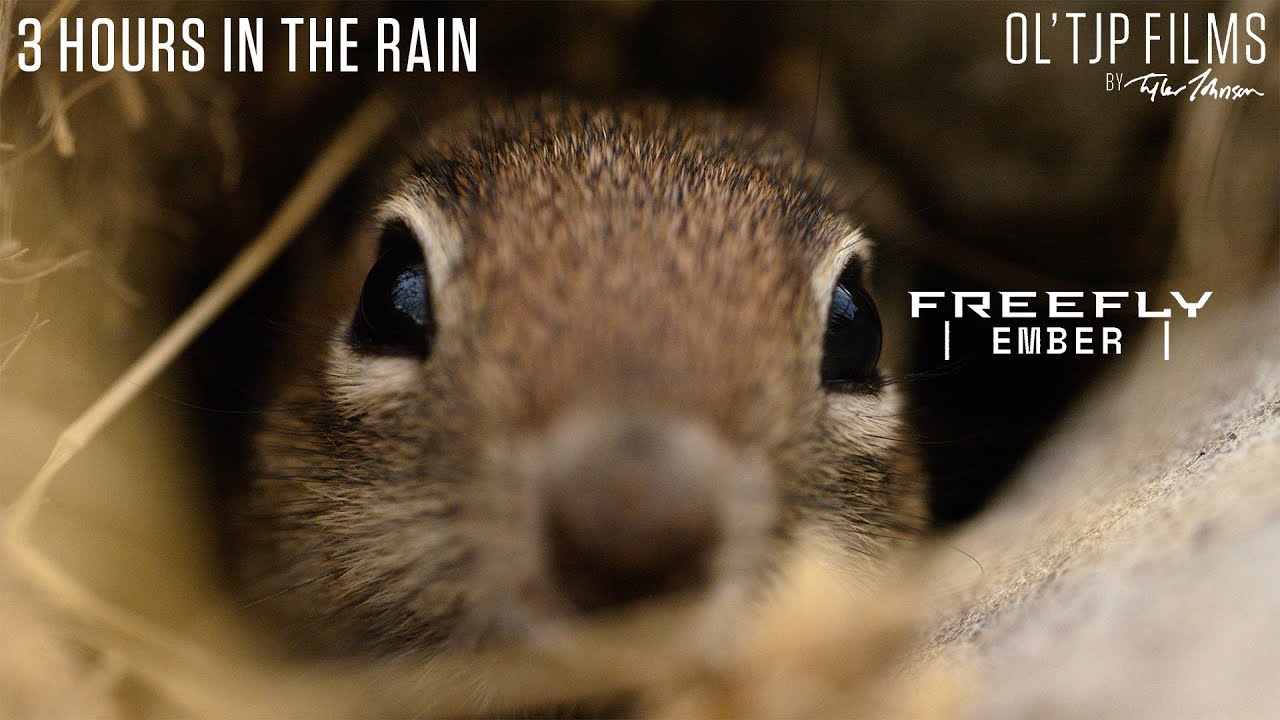 | EMBER | in the rain - 5k 616fps - YouTube