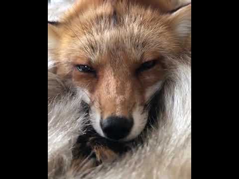 a tired sleepy FOX🦊 making cute sounds - YouTube