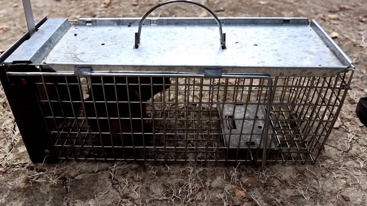 BIG Rat Snapped with 3 Traps! Multi-Species Rodents Caught - YouTube