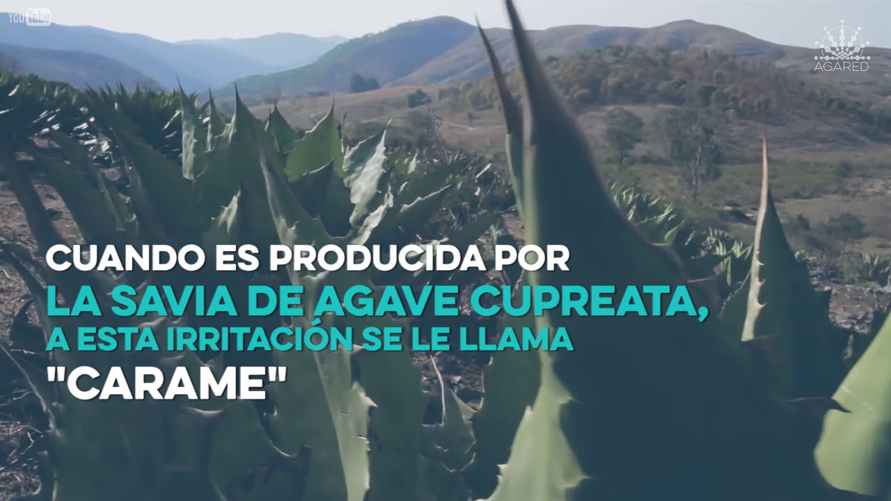 Dermatitis por contacto al agave - YouTube