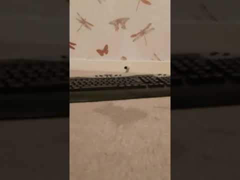 High heels walk over keyboard