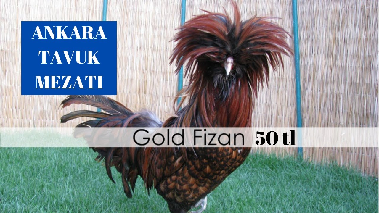 GOLD FİZAN HOROZ 50 TL - ANKARA TAVUK MEZATI - BÖLÜM 1 - YouTube