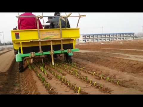 onion planting machine working condition - YouTube