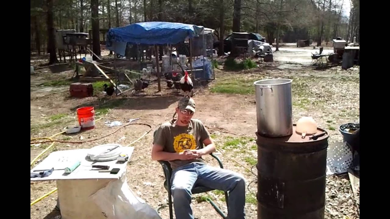 Silver Duckwing Old English Game Bantam Rooster! - YouTube