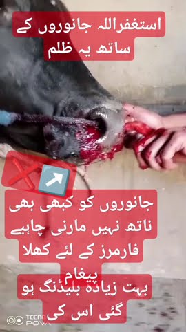 Animals should not be snortedجانوروں کو نتھ نہیں مارنی چاہیے #cow# ...