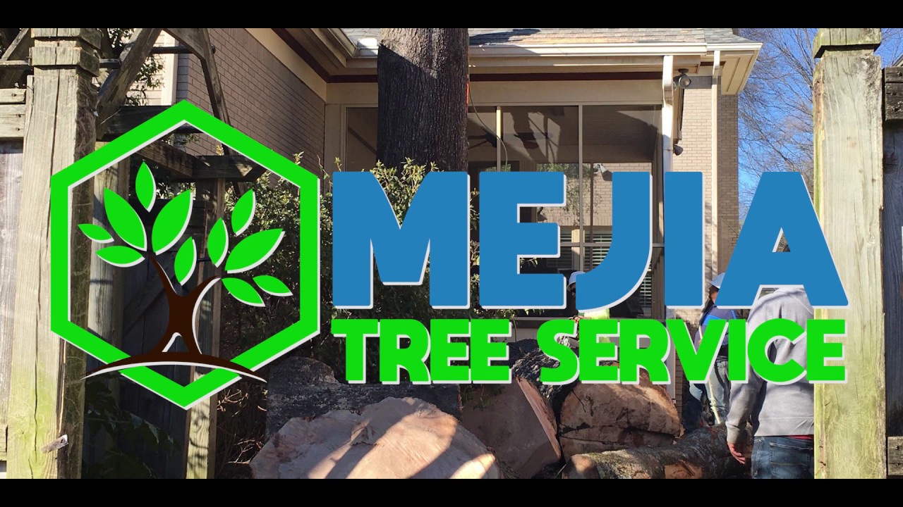 Mejia Tree Service - YouTube