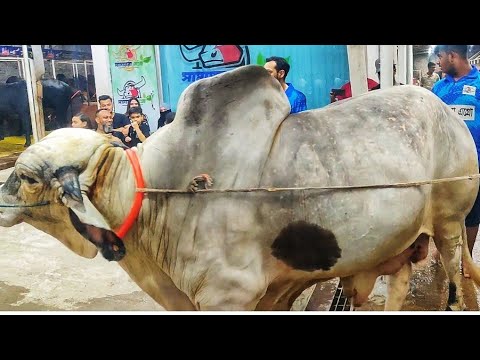 Heavy Weighted Pakra Gir Bull Collection • Nepali Gir Bull • Qurbani ...