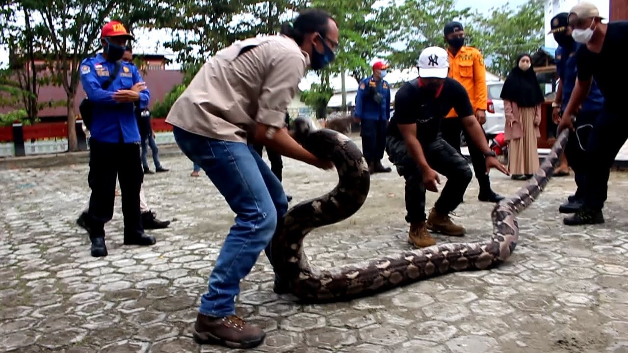 SEMUA PANIK SAAT TANGKAP ULAR PITON RAKSASA SEBERAT 80 KG TERNYATA ...