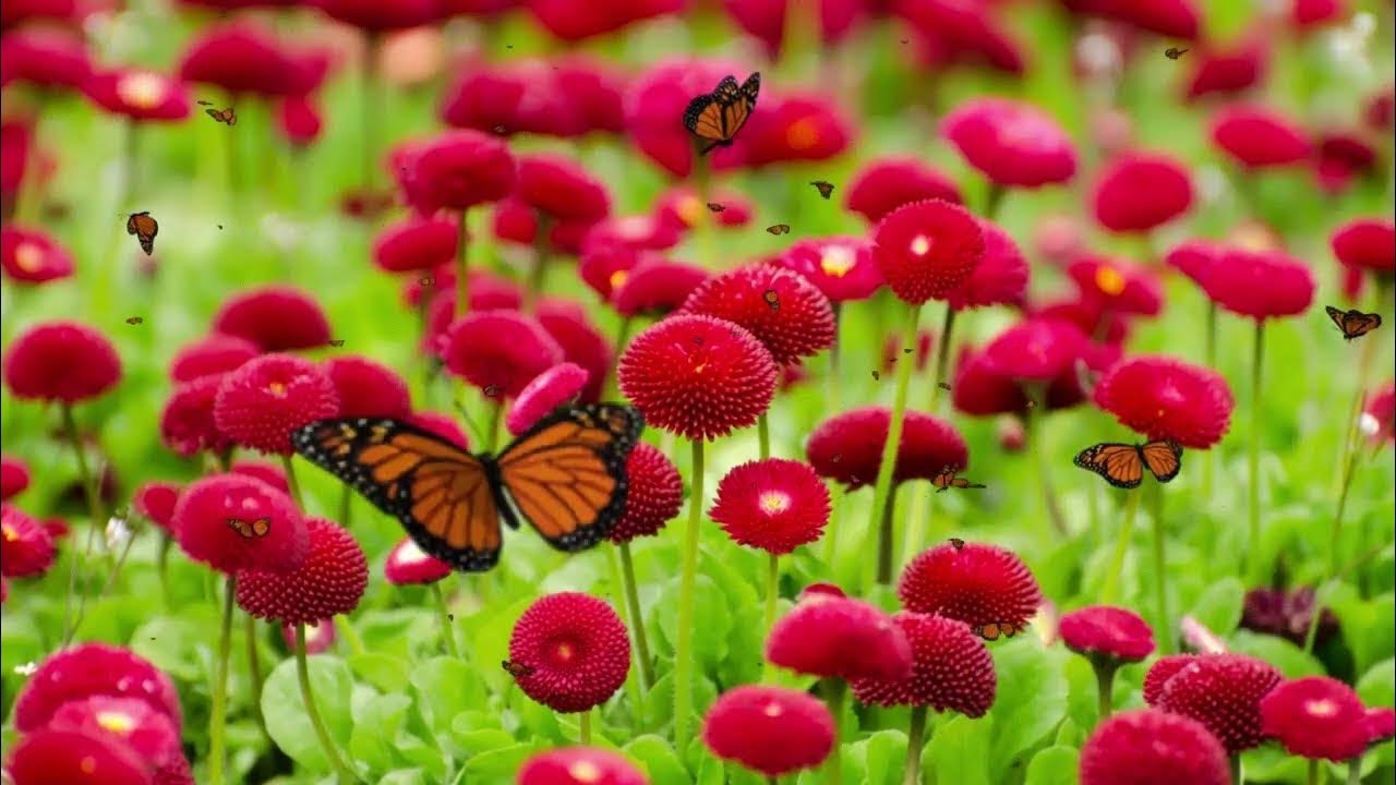 @N0_1 Nature's Beauty Captured: A Butterfly Flying in the Wild ★212 ...